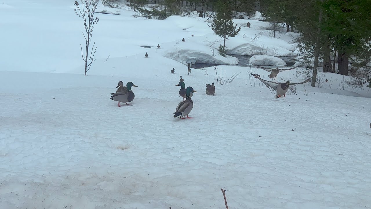 Ducks First Visit of the Day - YouTube