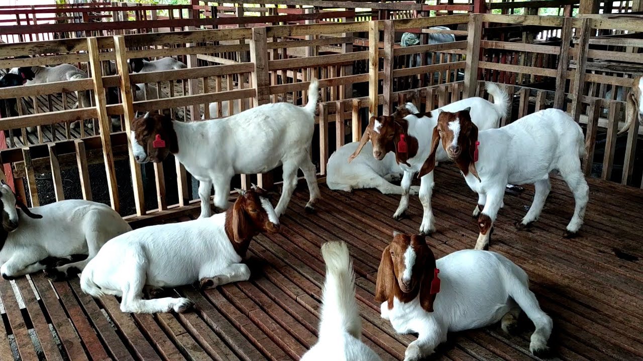 Beautiful Boer Goat Kid in farm | Goat farming in village - YouTube