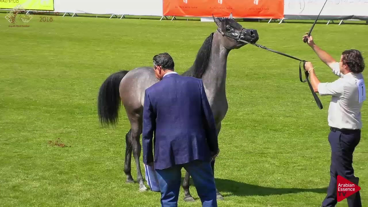 N.7 ISRAA AH - Chantilly 2018 AHO World Cup - Yearling Fillies (Class ...