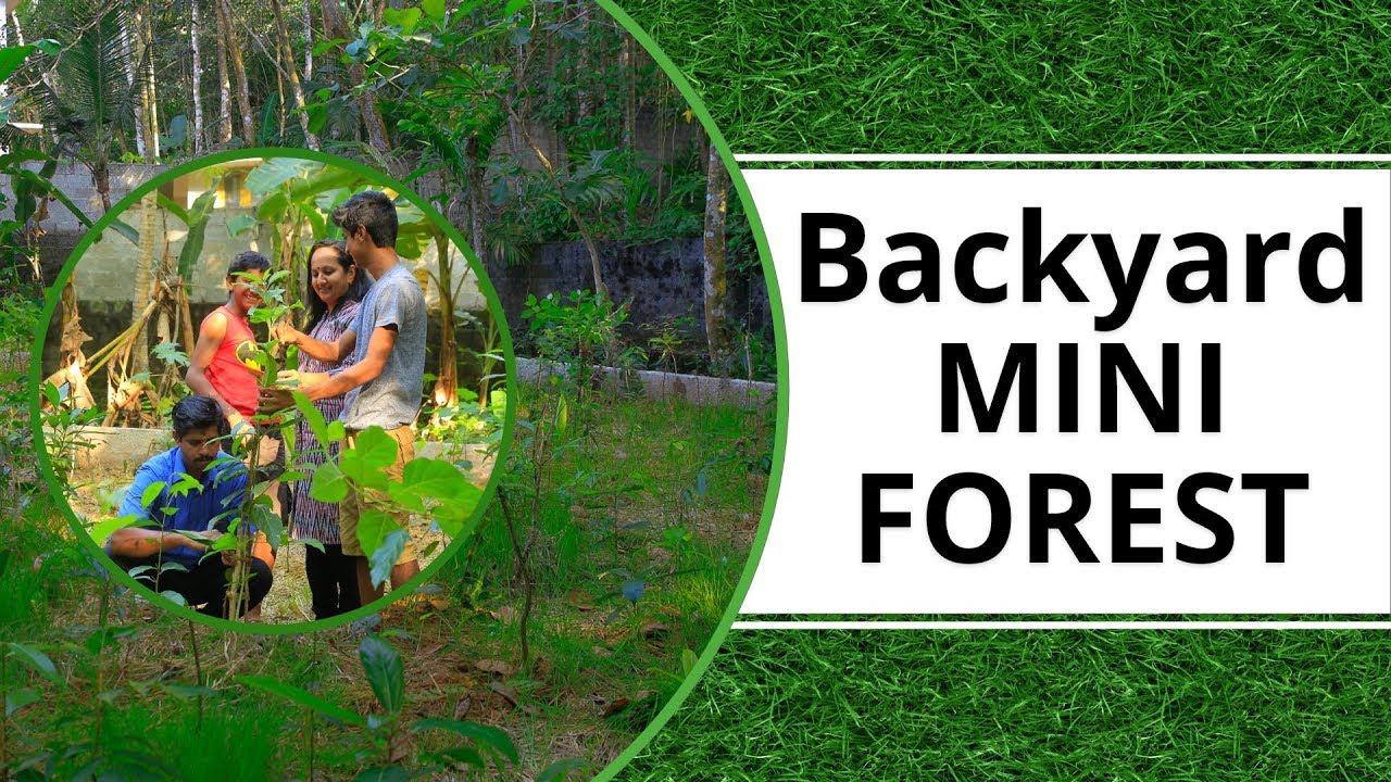 പിന്മുറ്റത്തൊരു ചെറുകാട്‌ | Growing Mini Forest in the Backyard using ...