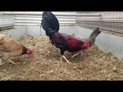 Kelso / Claret hens 4/16/2019 - YouTube