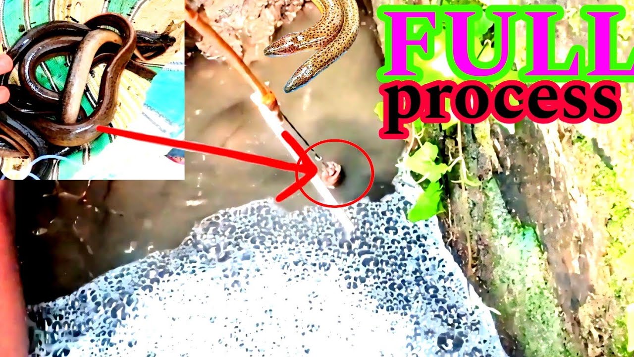 Kucha machhali pakdane ka full process 🎣 | A.P-DAILY BLOG - YouTube