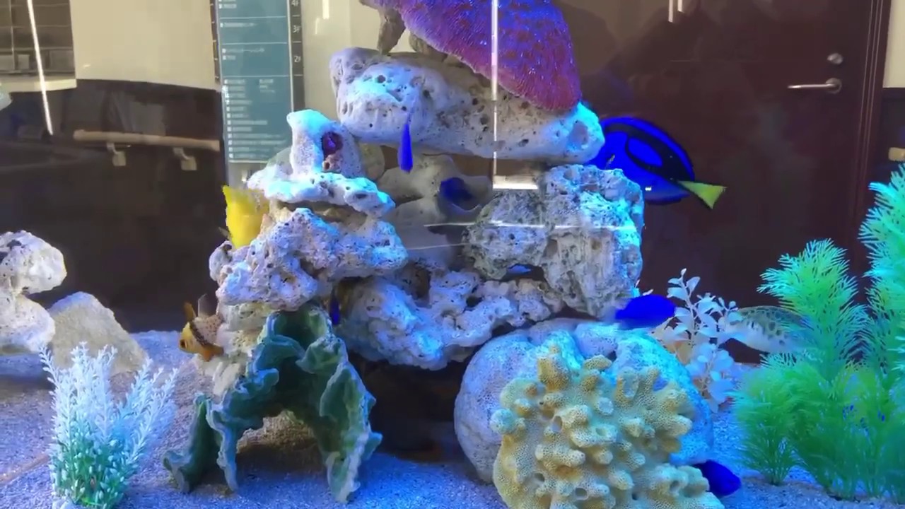 Aquarium - YouTube
