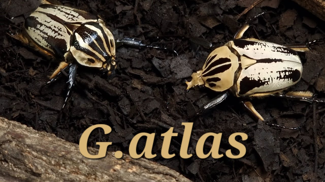 A legendary beetle! Goliathus Atlas (Beetle ASMR) - YouTube