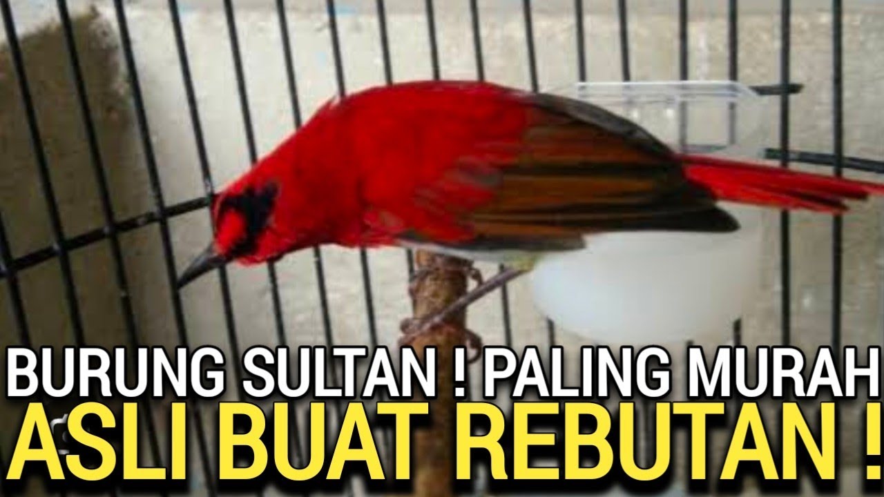 DI KAMPUNG ! NASIB TERBUANG DI KOTA JADI REBUTAN, BURUNG SULTAN ...