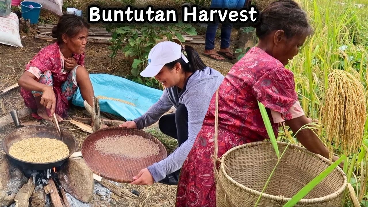 Paghaharvest ng Buntutan na Palay sa Kaingin | Harvest & Cook ...