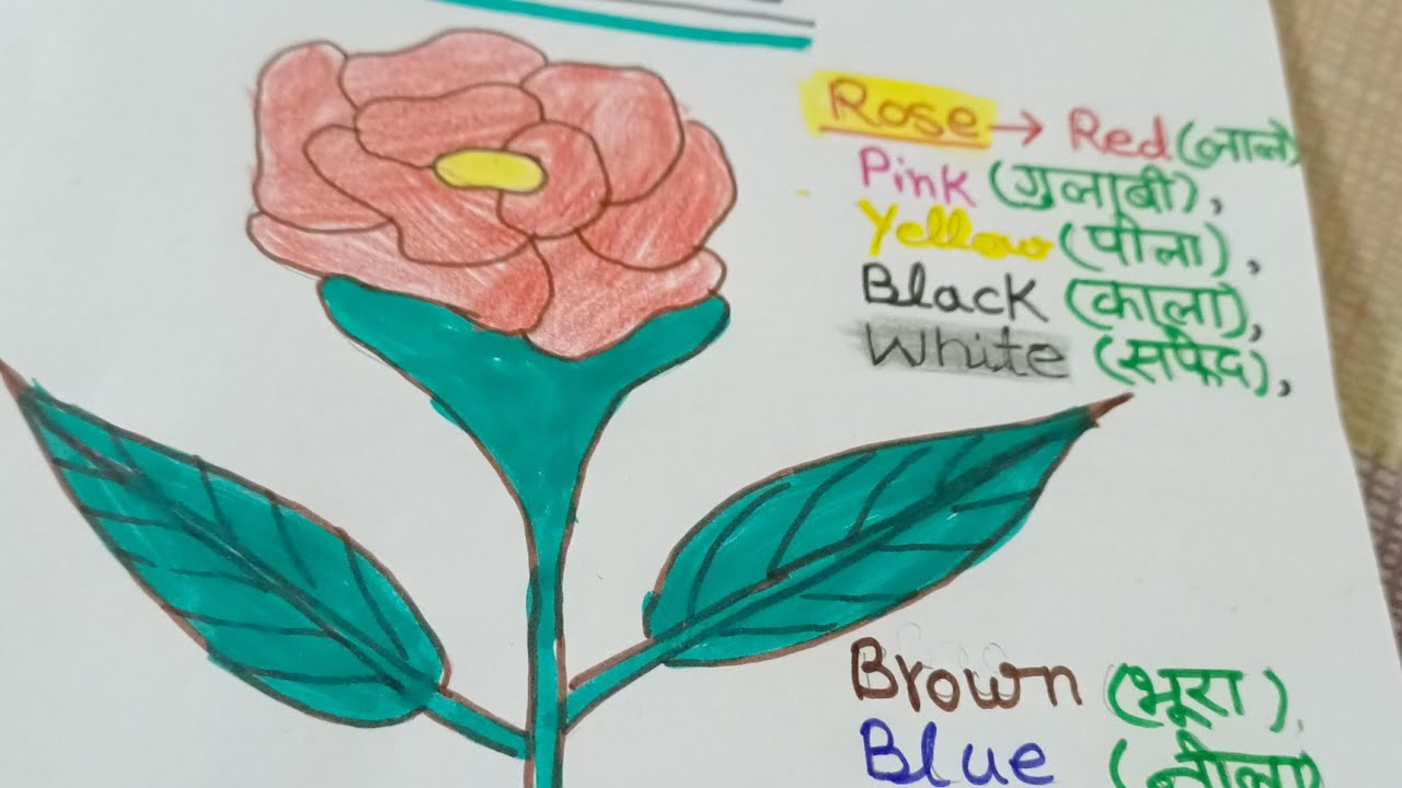 Beautiful Rose (Gulab) drawing with crayon beautiful colours.please ...