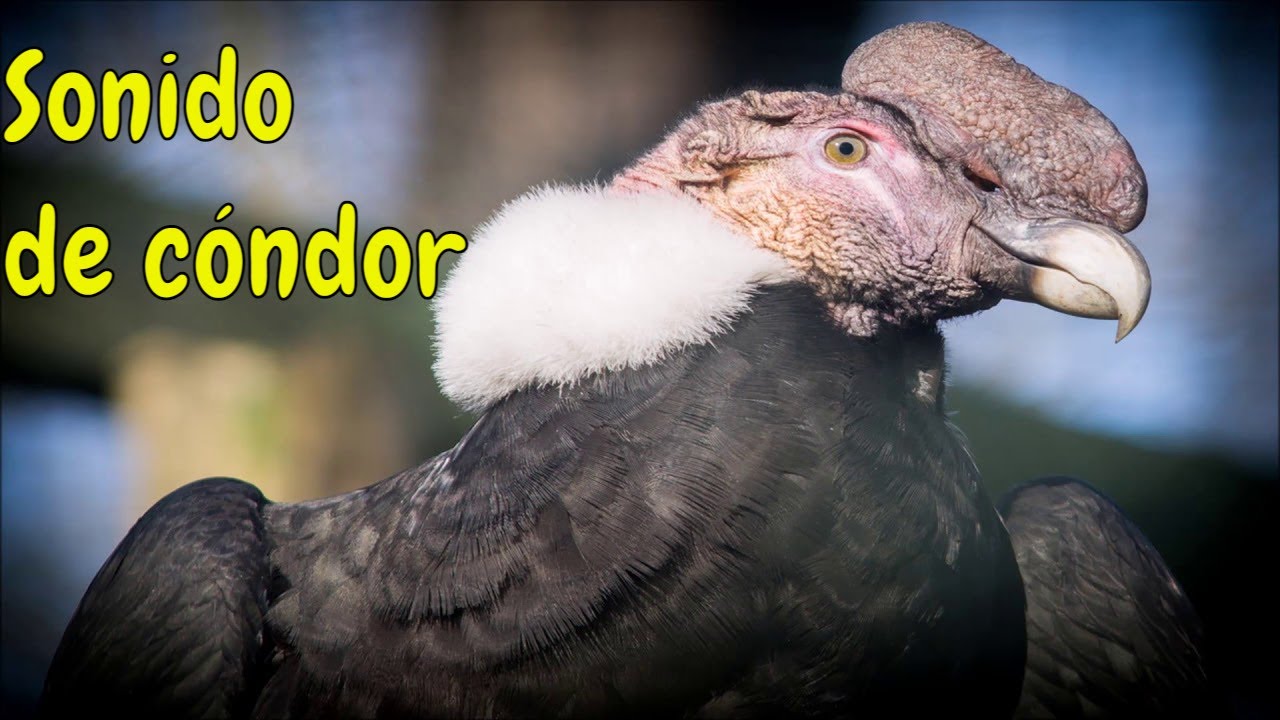 Sonido del Cóndor Andino Andean Condor - YouTube