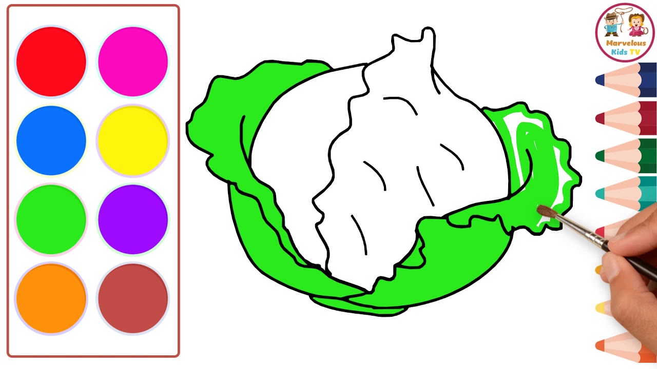 Cabbage: Drawing And Coloring Cabbage | Learn How TO Draw | How To ...