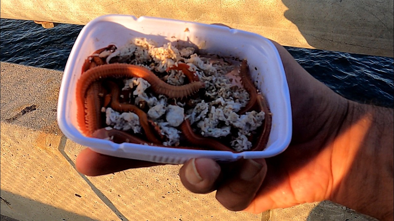 Lets Try the LUGWORM - Fishing for Porgy & Spot on Lugworms - Scup ...