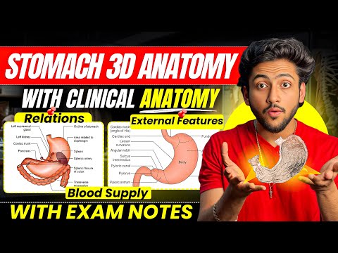 Abdomen Anatomy- Stomach | MBBS 1st Year | Full Explanation with Exam Notes | MBBS World
