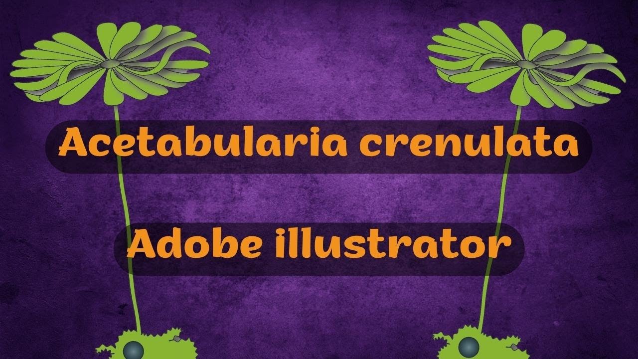 Acetabularia Crenulata