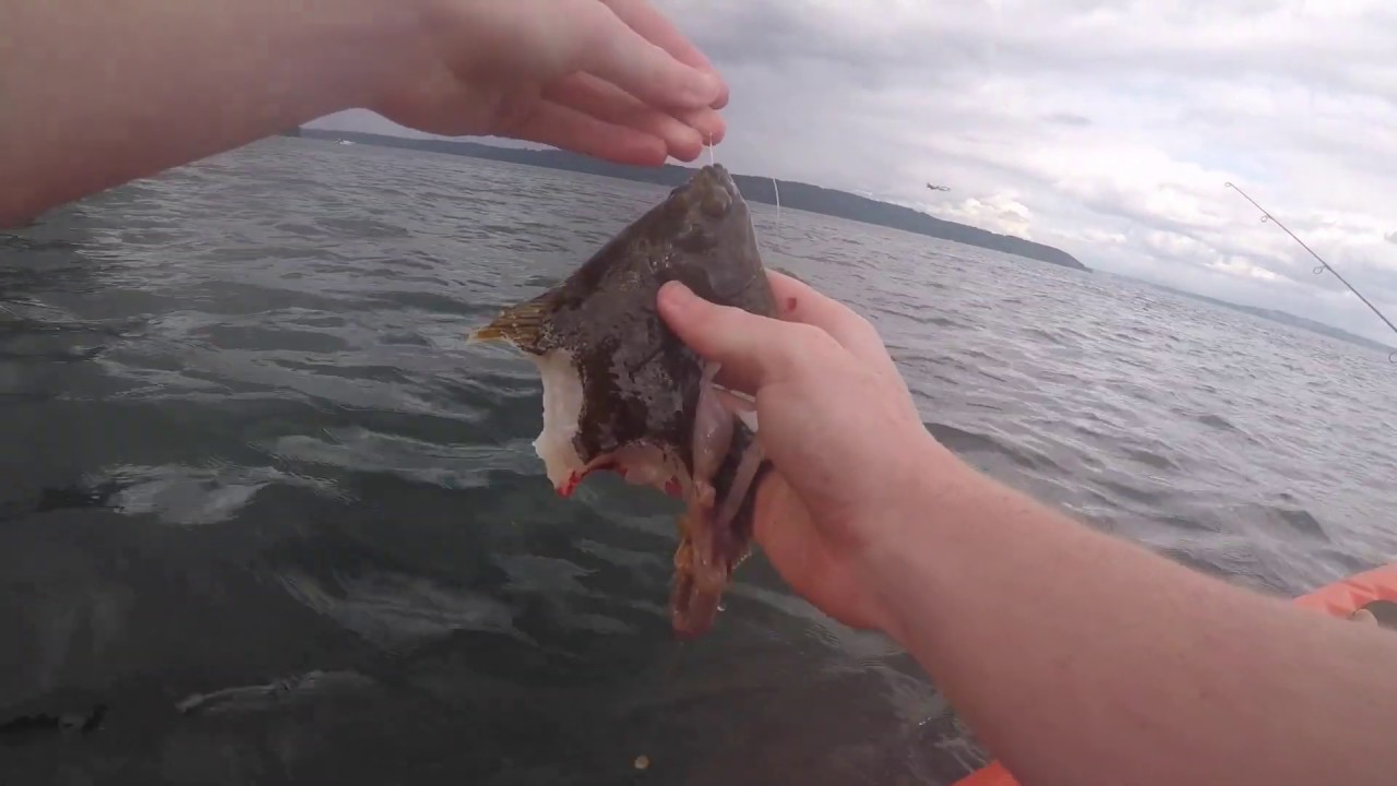 Puget Sound Flounder Fishing(Shark Attack) - YouTube