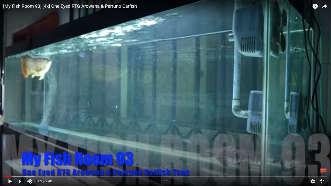 One Eyed RTG Arowana & Perruno Catfish #f93 - YouTube