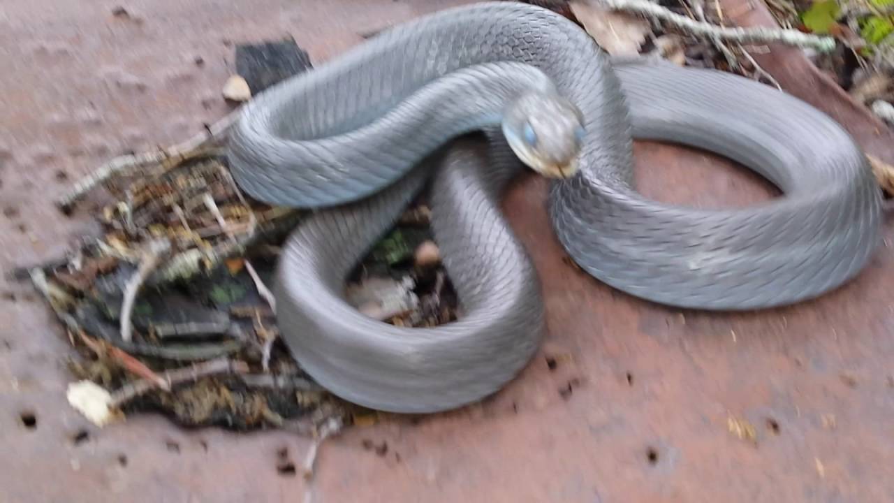 Coluber constrictor - YouTube