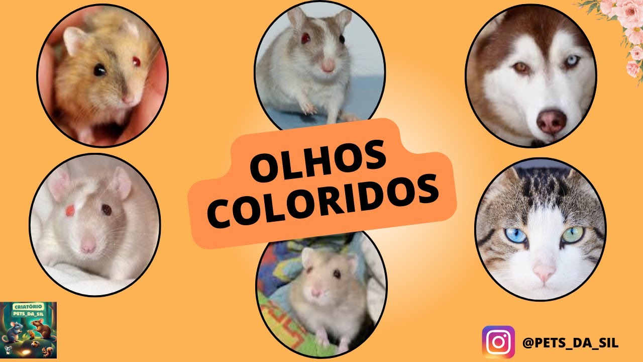 RATO TWISTER ODD OLHOS COLORIDO você já viu? - YouTube
