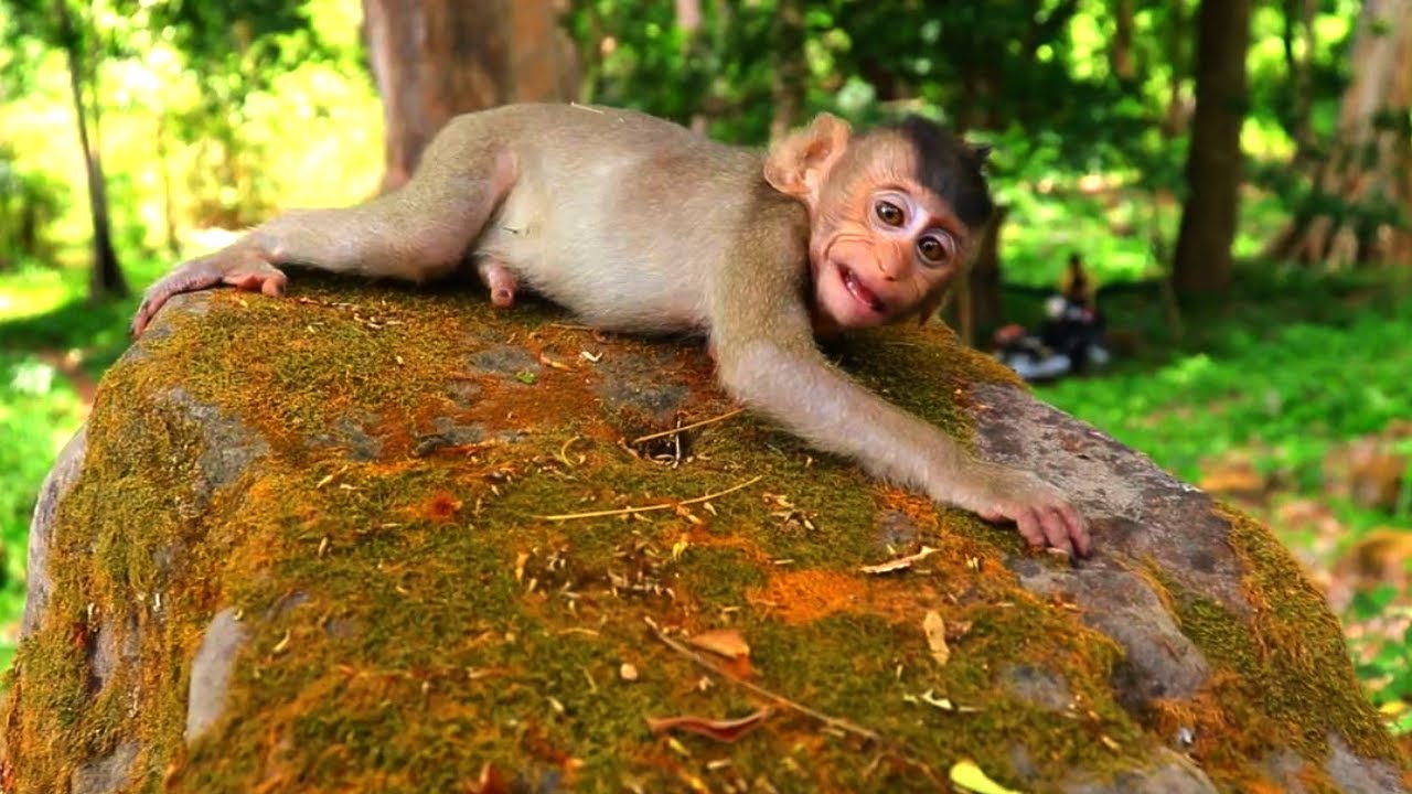 Poor Baby Briar Need Milk From Mom Briana | Natural Monkeys - YouTube