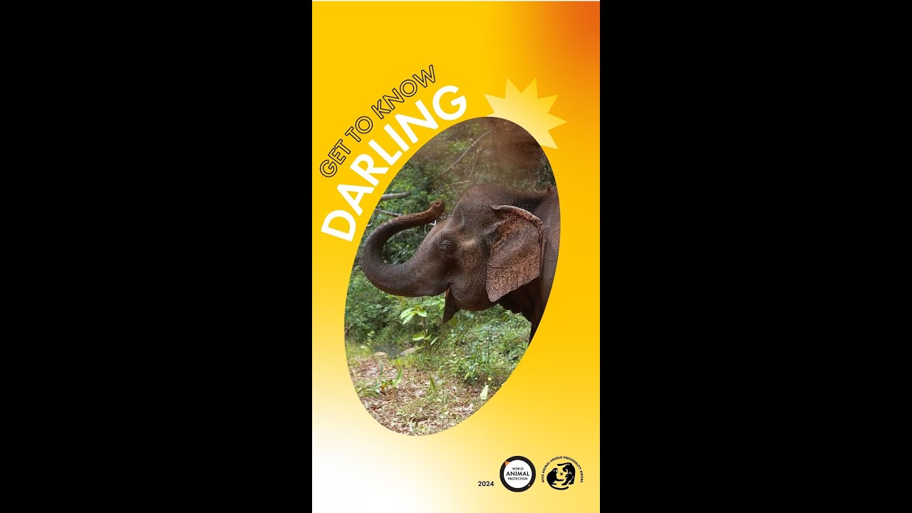 Get to know Darling! | Wild Animal Unique Personality Award 2024 - YouTube