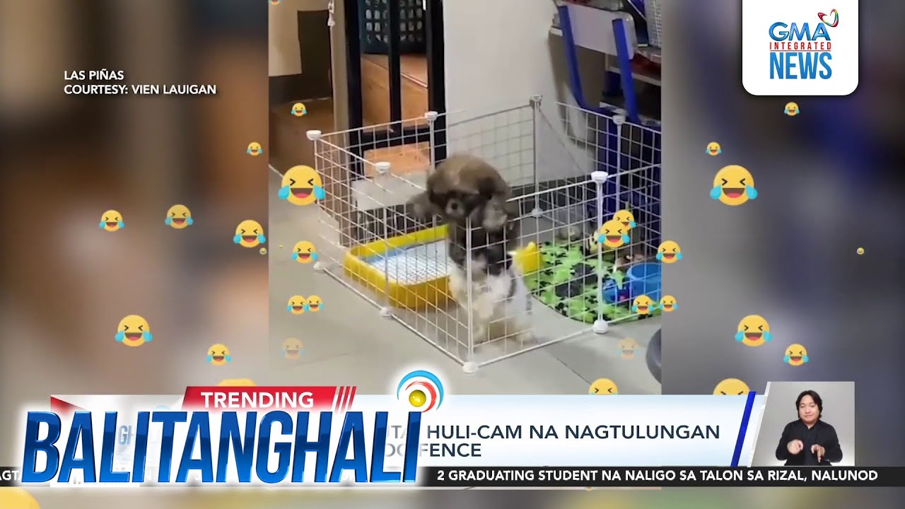 Magkapatid na tuta, huli-cam na nagtutulungan sa pagtakas sa dog fence ...