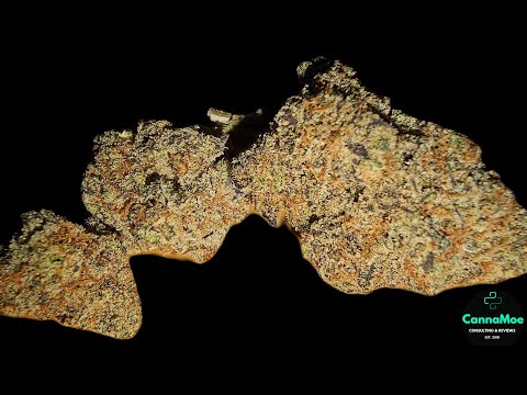 REVIEW 🔥🙏#Avaay 23/1 CR mit 23,4% THC #Crescendo #indica #Kanada #livingsoil #Fuga #organic