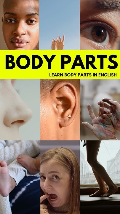 Let's Learn the Body Parts in English 💪 🦵 - YouTube