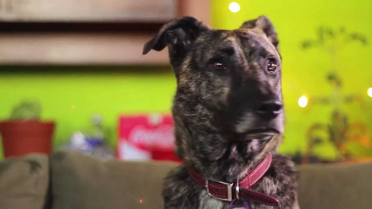 Dog Talk פרק 1 - YouTube