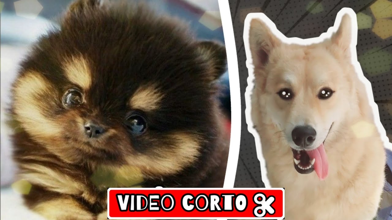 Si digo que es tierno se acaba el vídeo 🥺 - YouTube