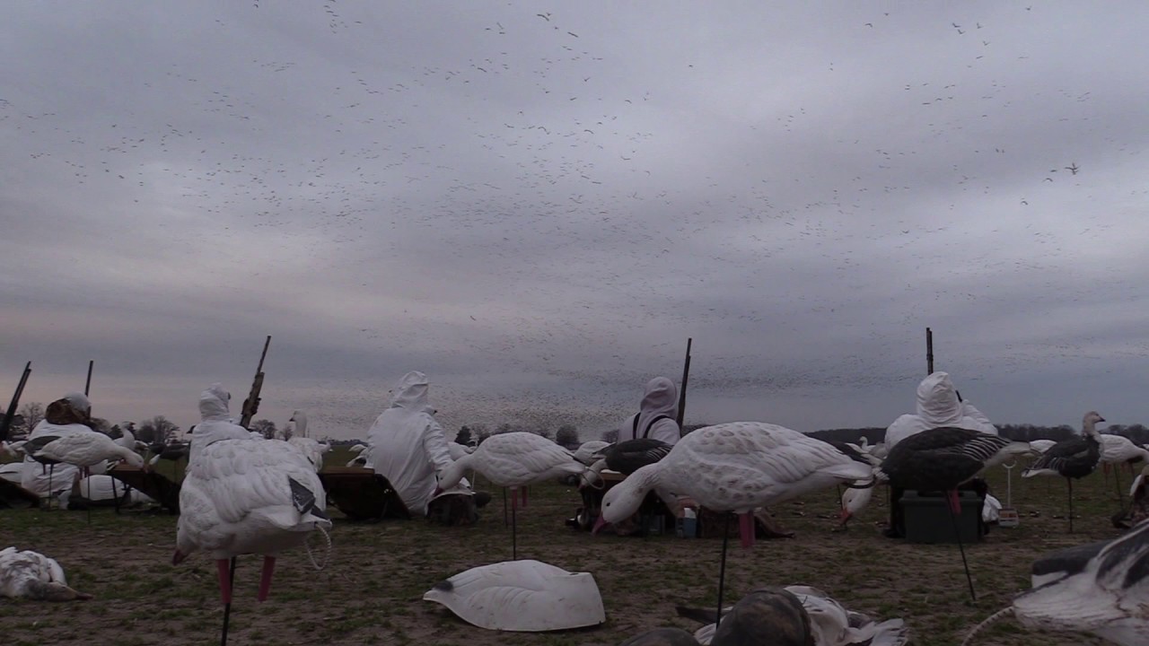 Snow Goose Hunting "Clone Decoys with Northern Skies Outfitters" - YouTube