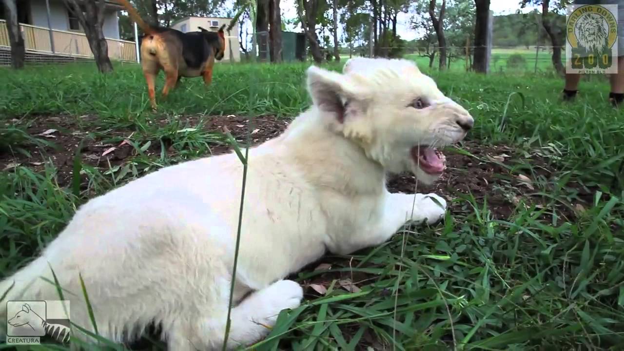 Perro y cachorro de león blanco comparten una amistad - YouTube