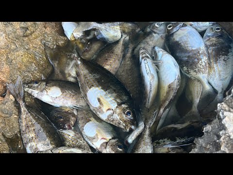 KIBRIS Karpaz Bölgesi Sokan(Sokar) Avı Yakaladık,Pişirdik,Afiyetle Yedik Herkese Rastgele 🎣
