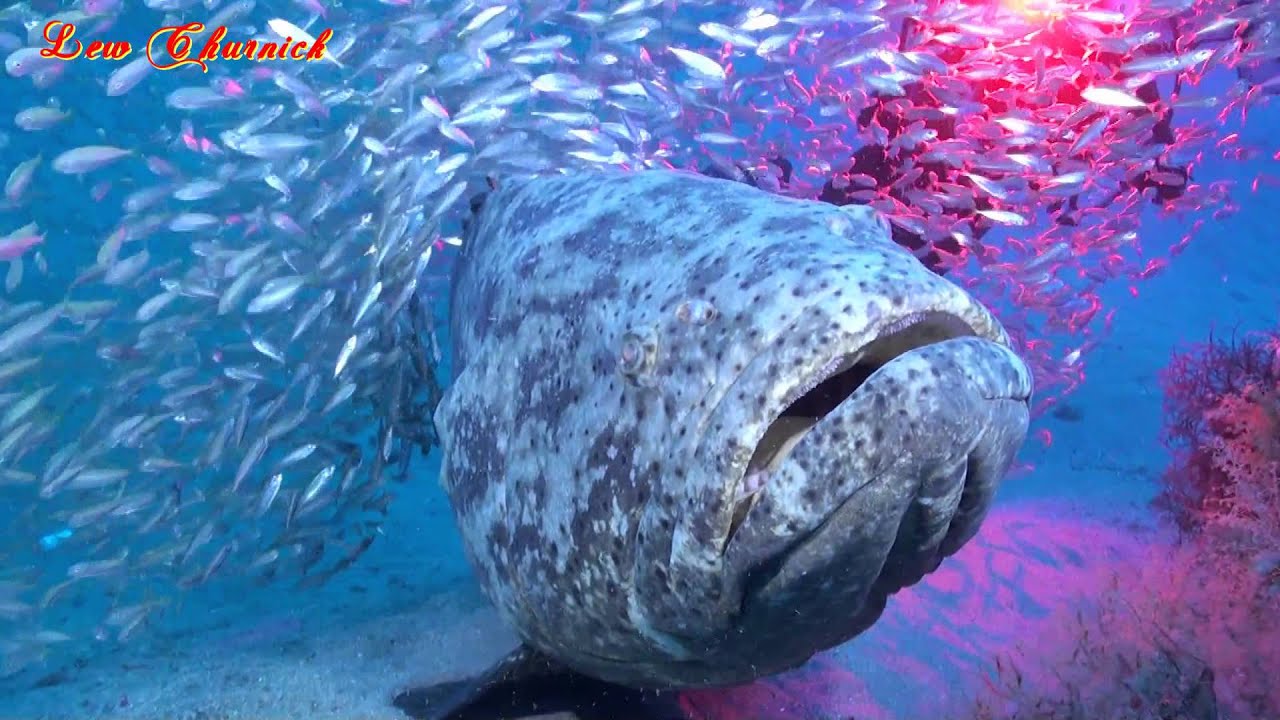 Awesome Diving with Goliath Grouper, W. Palm Beach FL - YouTube