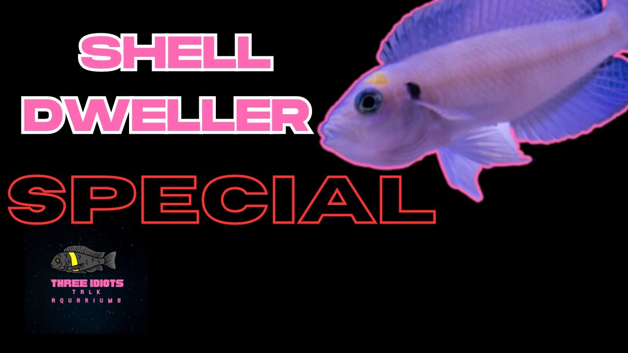 Shell Dweller SPECIAL Episode 65 - YouTube