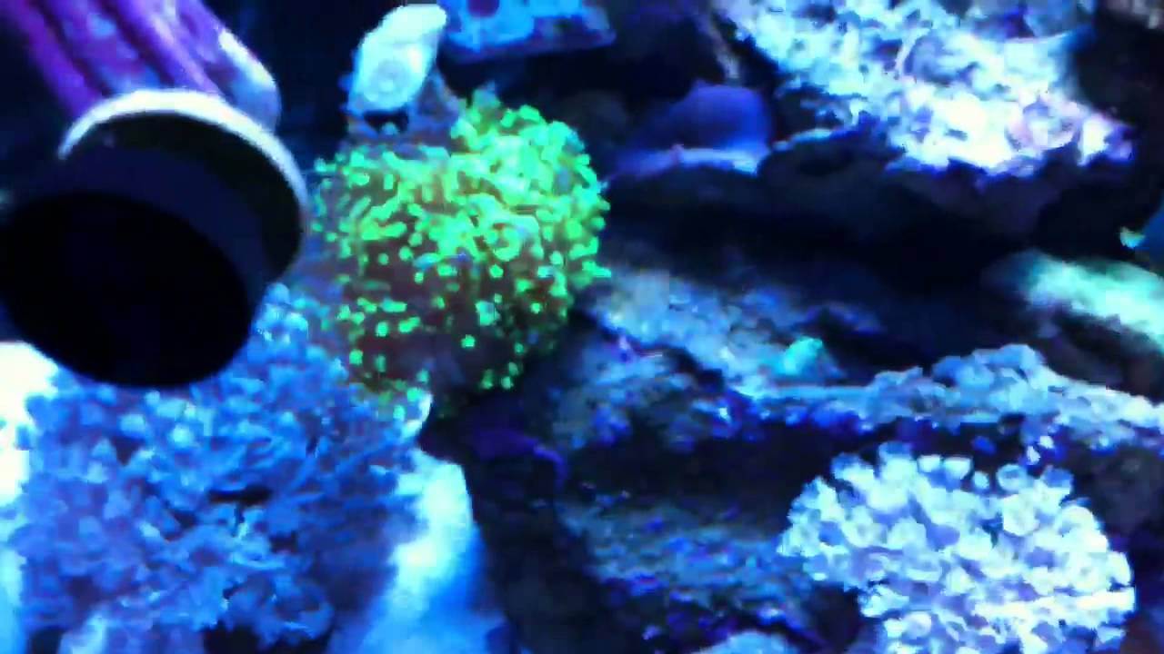 Clarkii clownfish hosting a green bubble tip anemone - YouTube