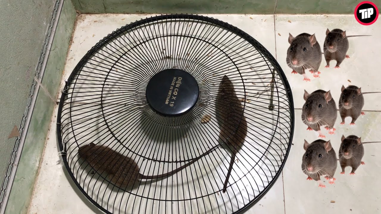 Electric Fan Guard Mouse Trap/Home Made Mouse Trap Work With Fan Guard ...