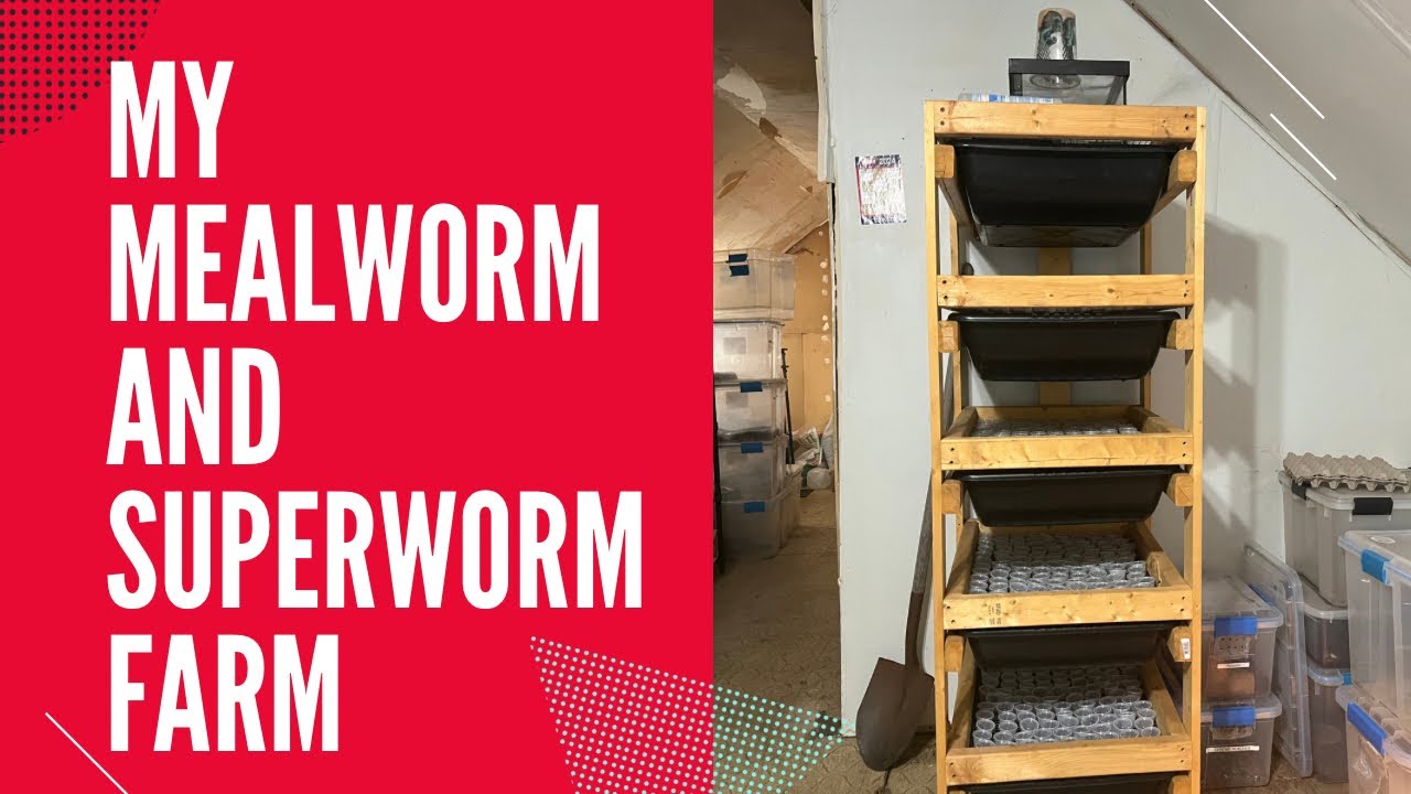 My Superworms and Mealworm Farm Setup - YouTube