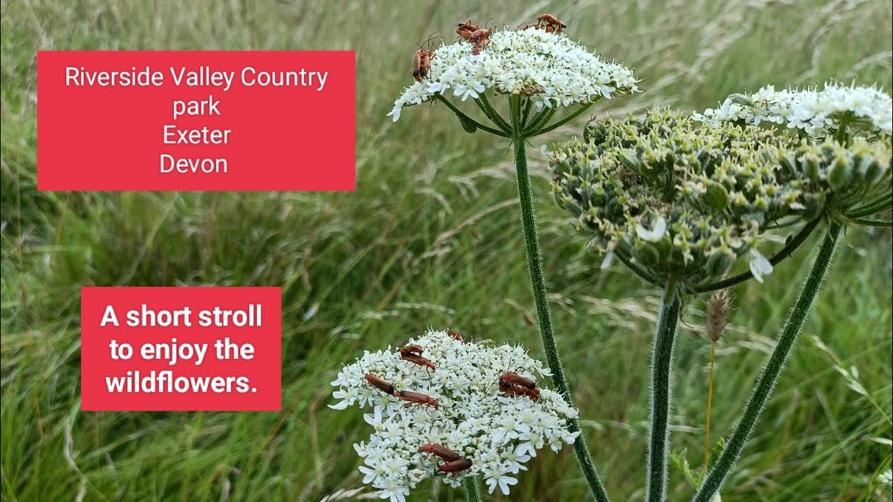Riverside valley park, Exeter - wildflowers and wildlife aplenty! - YouTube