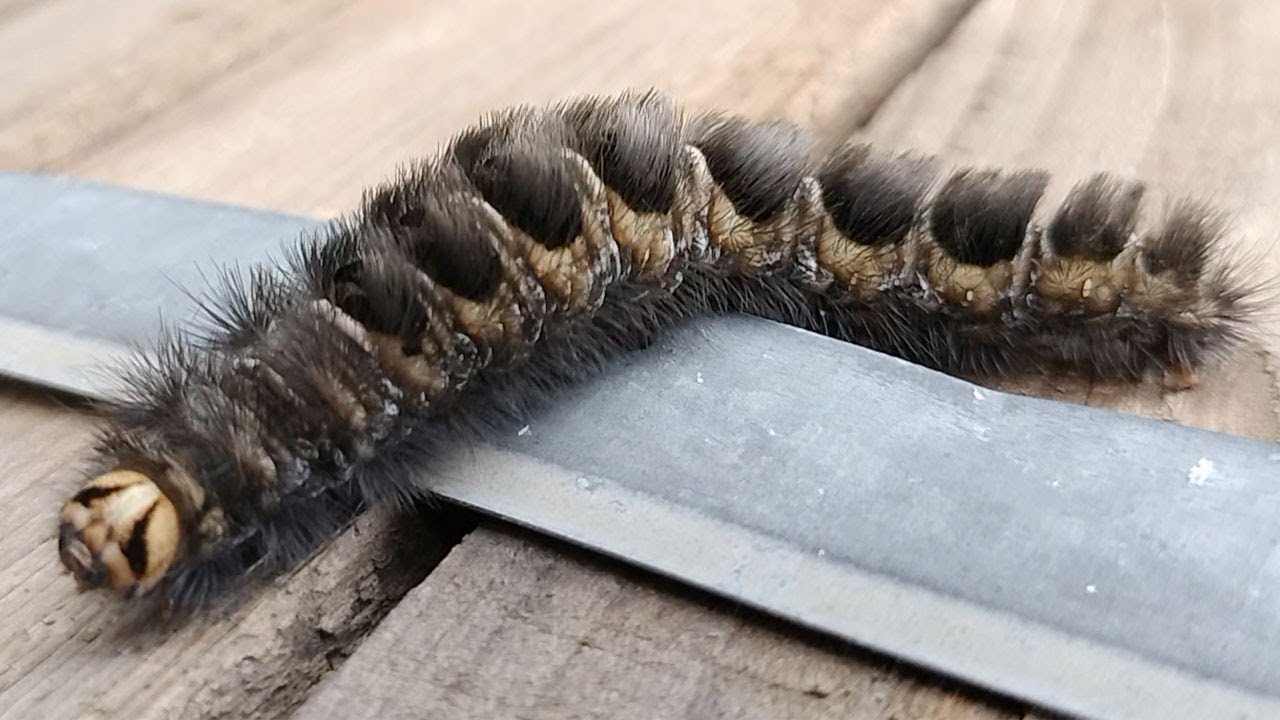 Amazing Wildlife of Animal worm 1080 Nature Documentary Film part 79 ...