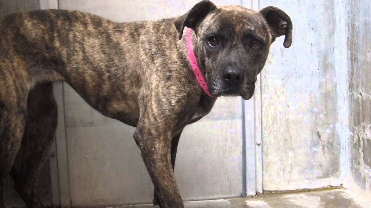 A167264 - 1yo female, brown brindle Pittie - YouTube