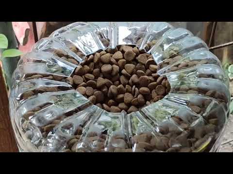 Evcil ve sokak hayvanları otomatik mama ve su kabı yapımı.