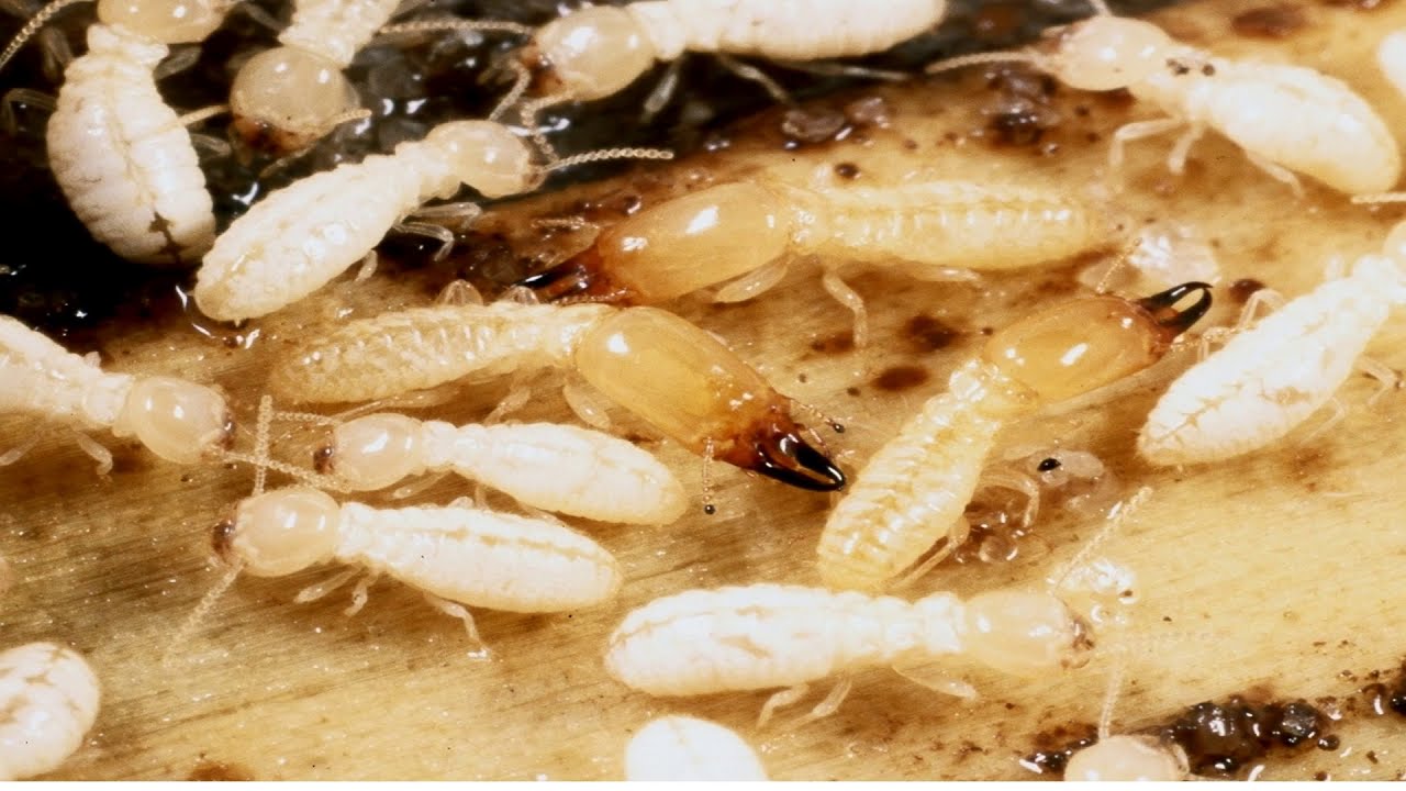 How To Find DIY Do It Yourself Inspection For Formosan Termites In Your ...