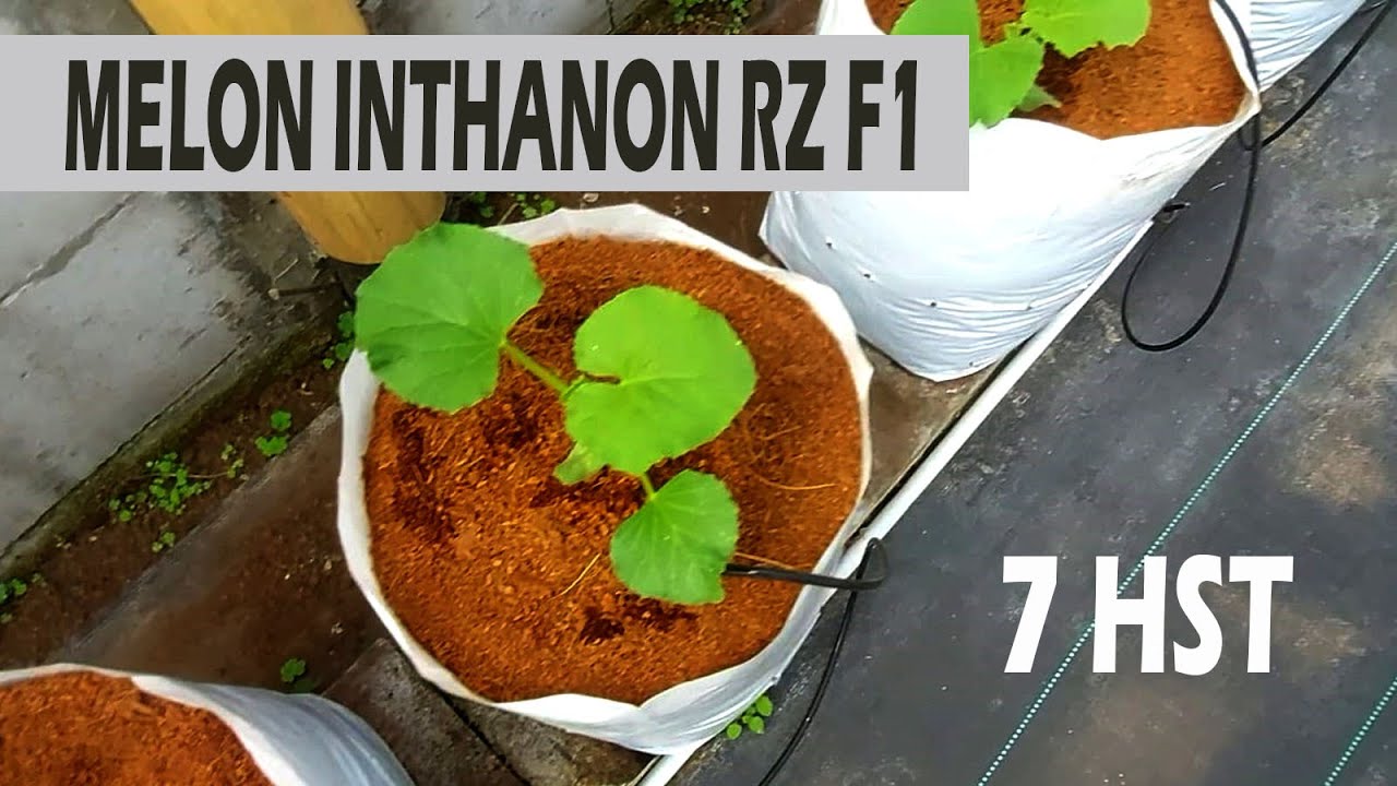 Review Sekejap Melon Inthanon RZ dan New Ceria Tunas Agro - YouTube