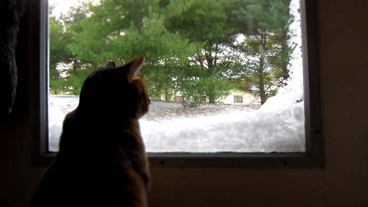 Timelapse, cat watching snow - YouTube