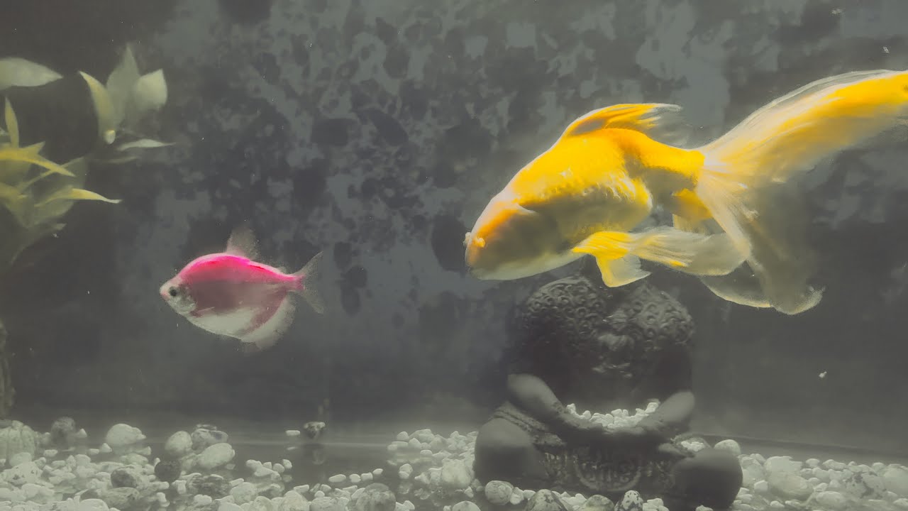 Live Aquarium Relaxation | Goldfish & Glow Tetras in a Peaceful Tank ...