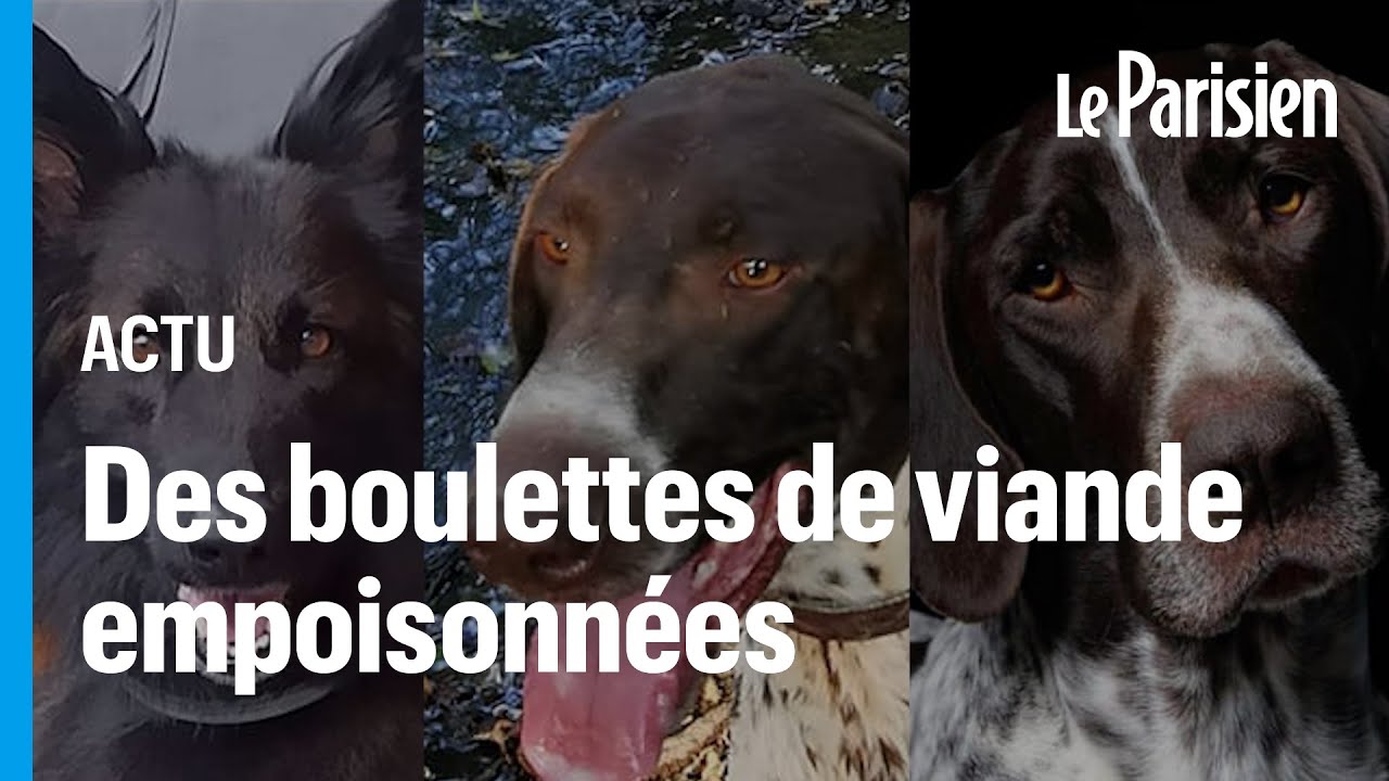 « On est sous le choc » : trois chiens meurent empoisonnés lors d'un ...