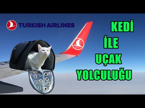Kedi ile Uçakta Seyahat Etmek için Neler Yapılmalı? (İç-Hat)