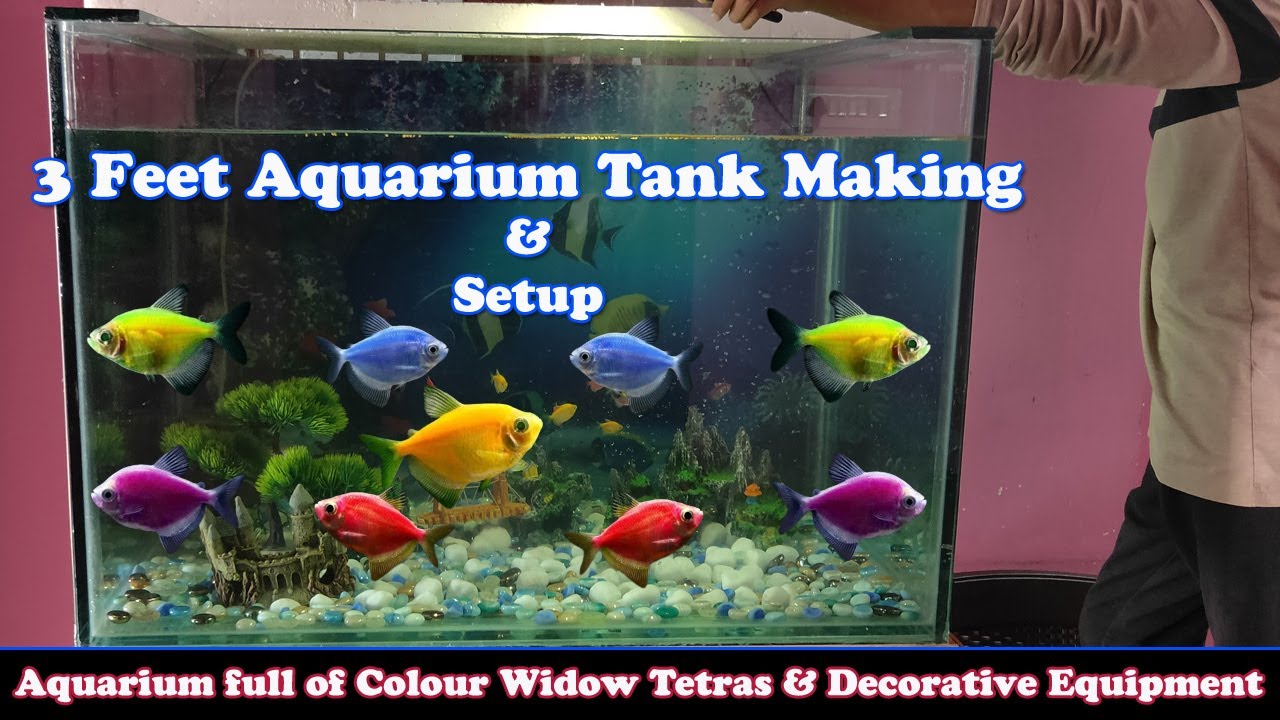 3 feet Aquarium Tank | Colour widow tetra fishes | LIVE AQUARIUM - YouTube