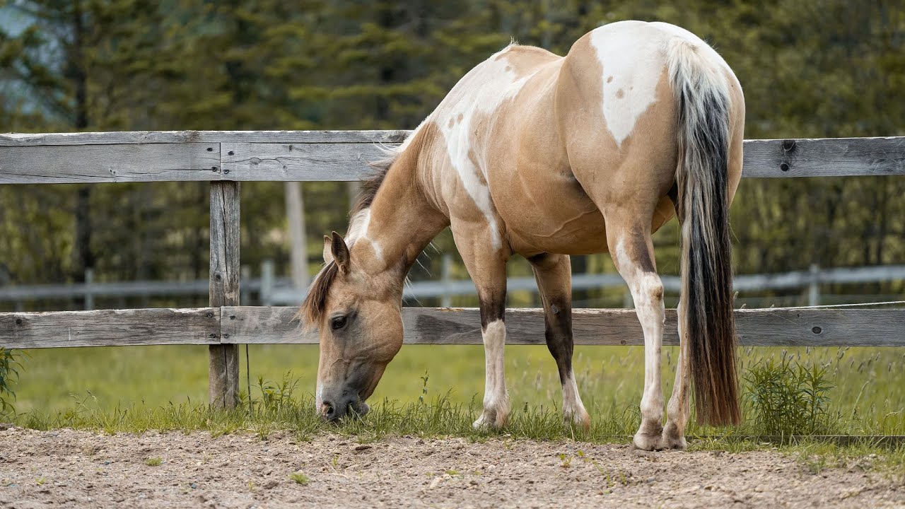 Meet the Mares - 2025 Foaling Season - YouTube
