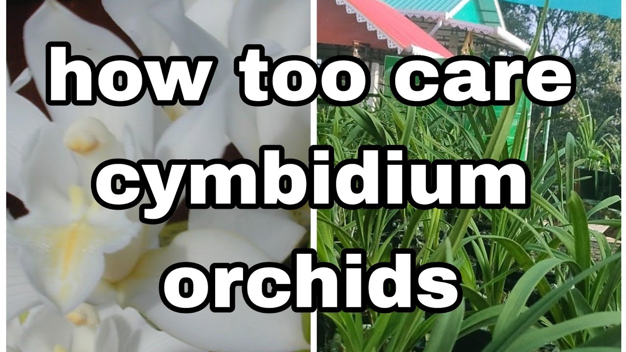 update on my # cymbidium orchids # back bulbs # cross # cymbidium ...