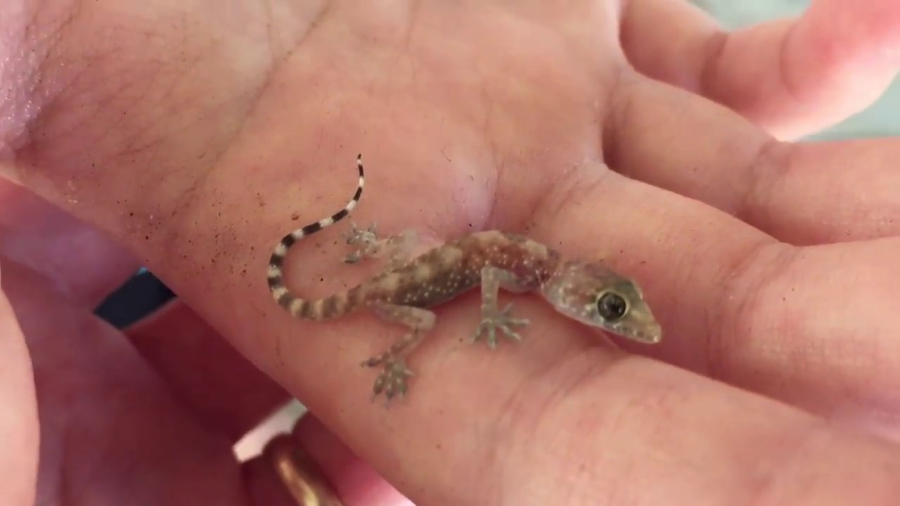 Baby House Gecko - YouTube