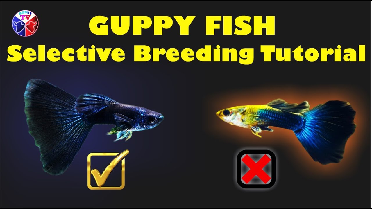 Guppy Fish Selective Breeding Tutorial | Enhancing Your Guppy Fish ...